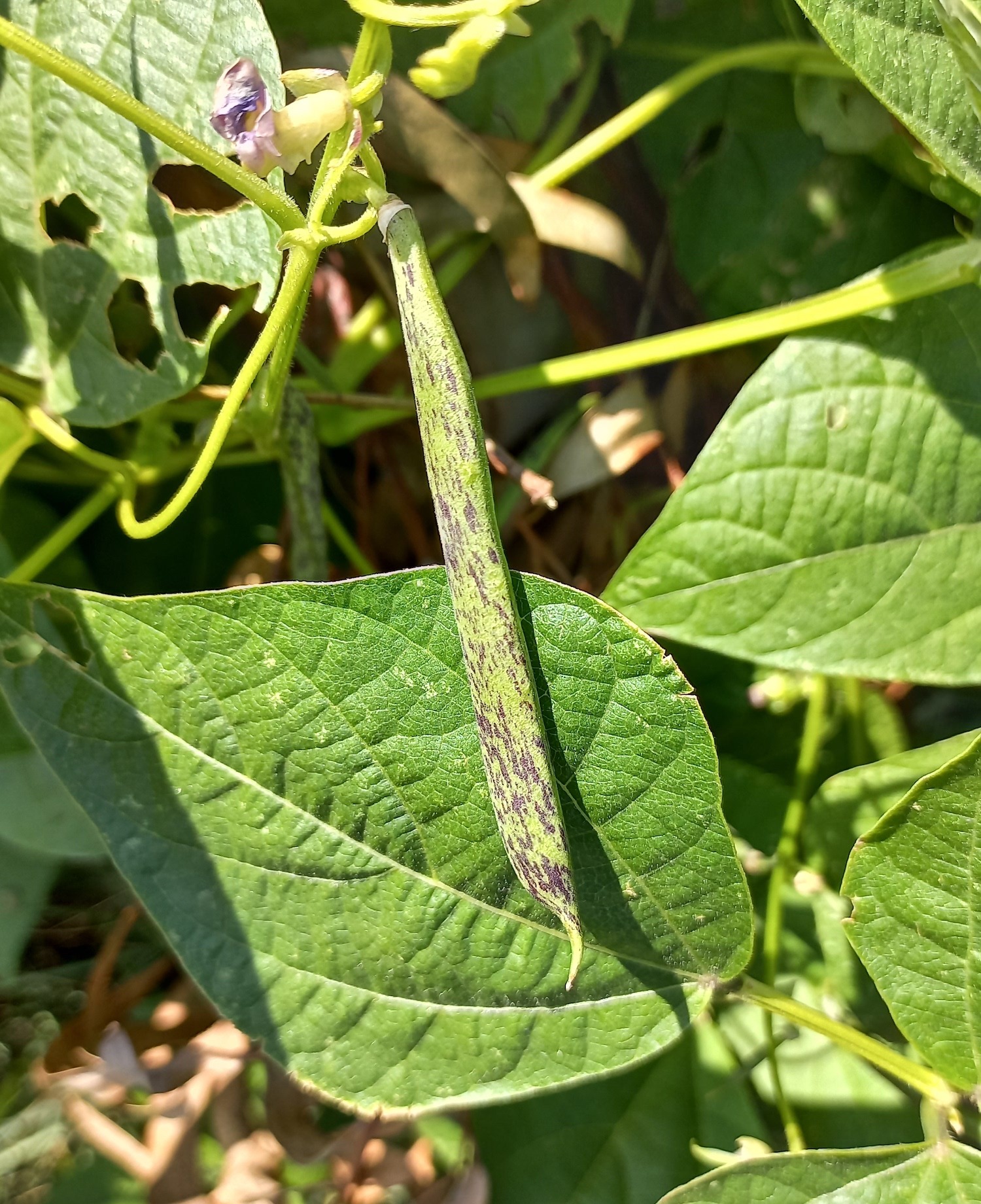 Phaseolus vulgaris L.