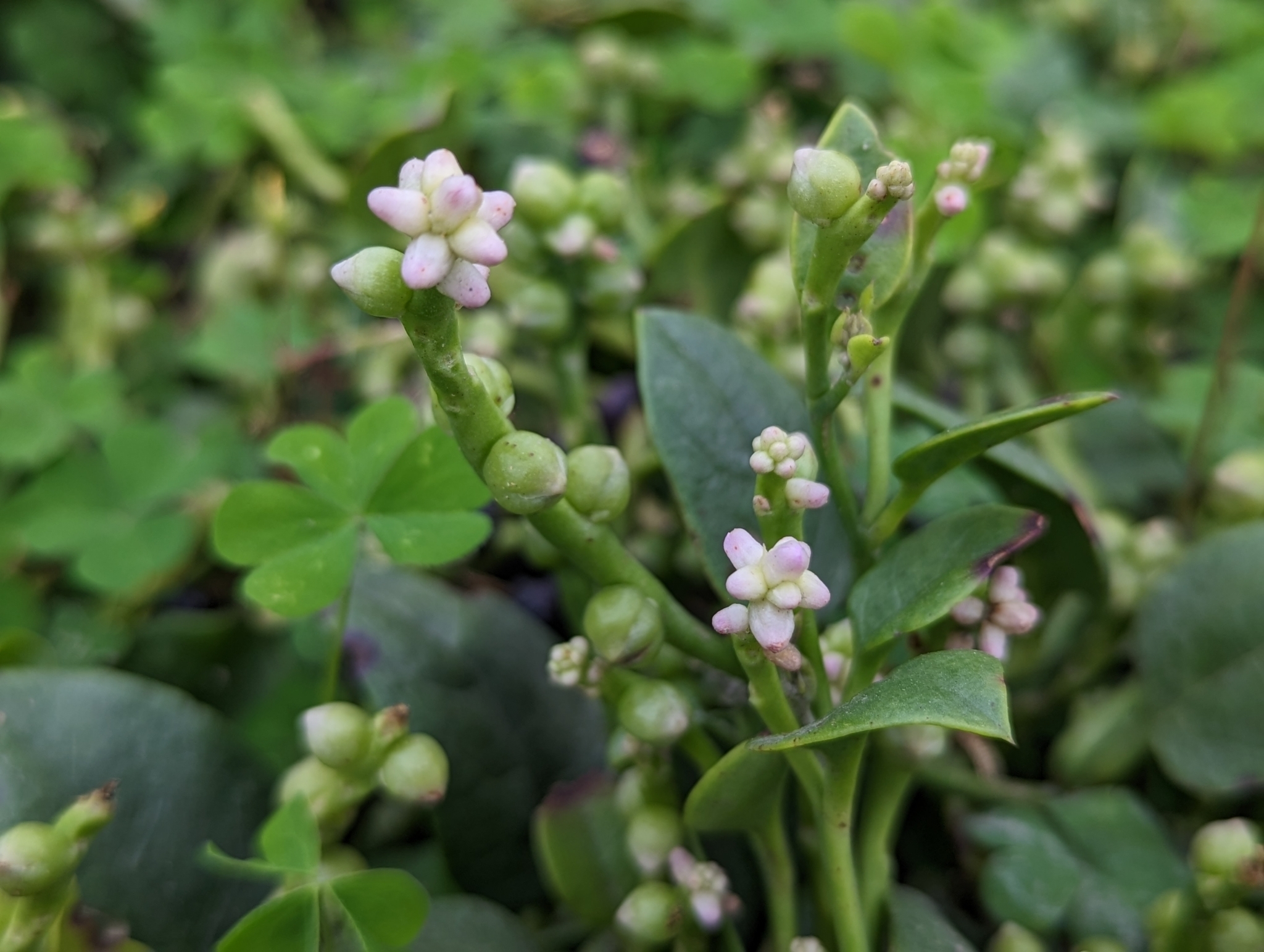 Basella alba L.