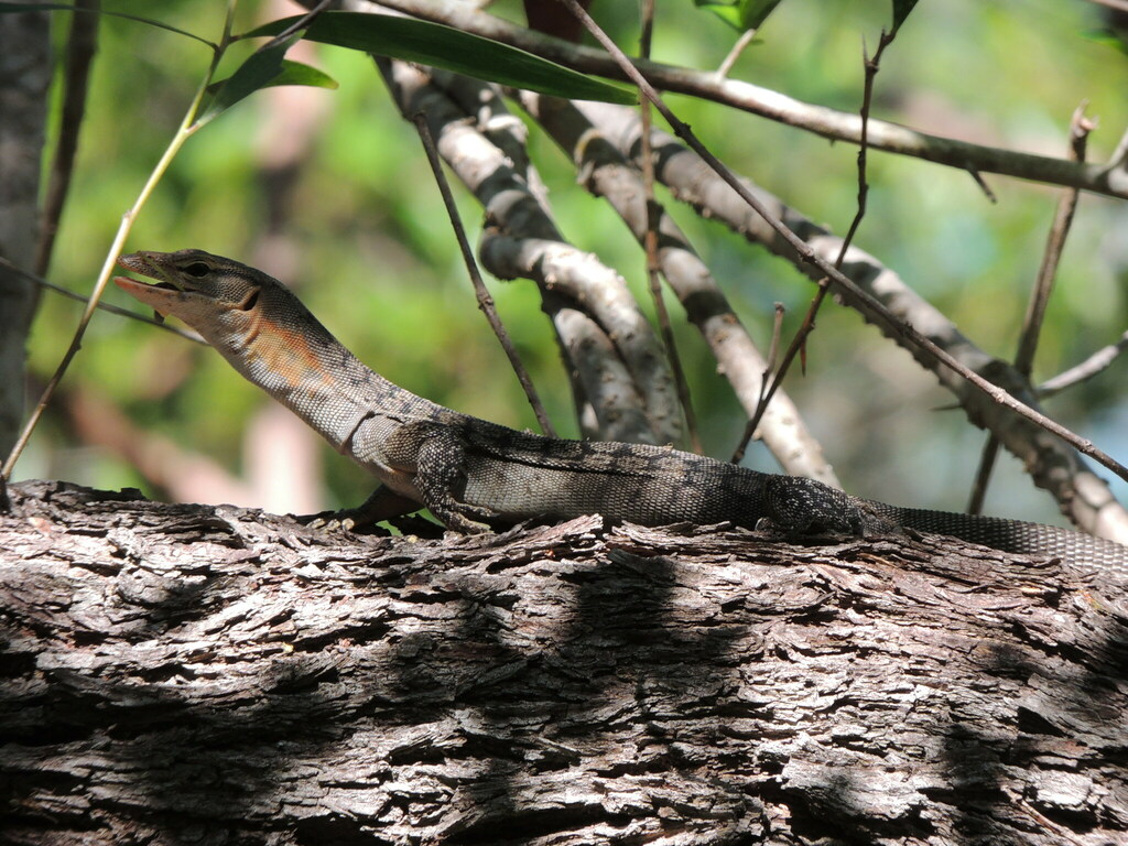 Freckled Monitor from Mount Rooper QLD 4802, Australia on April 14 ...