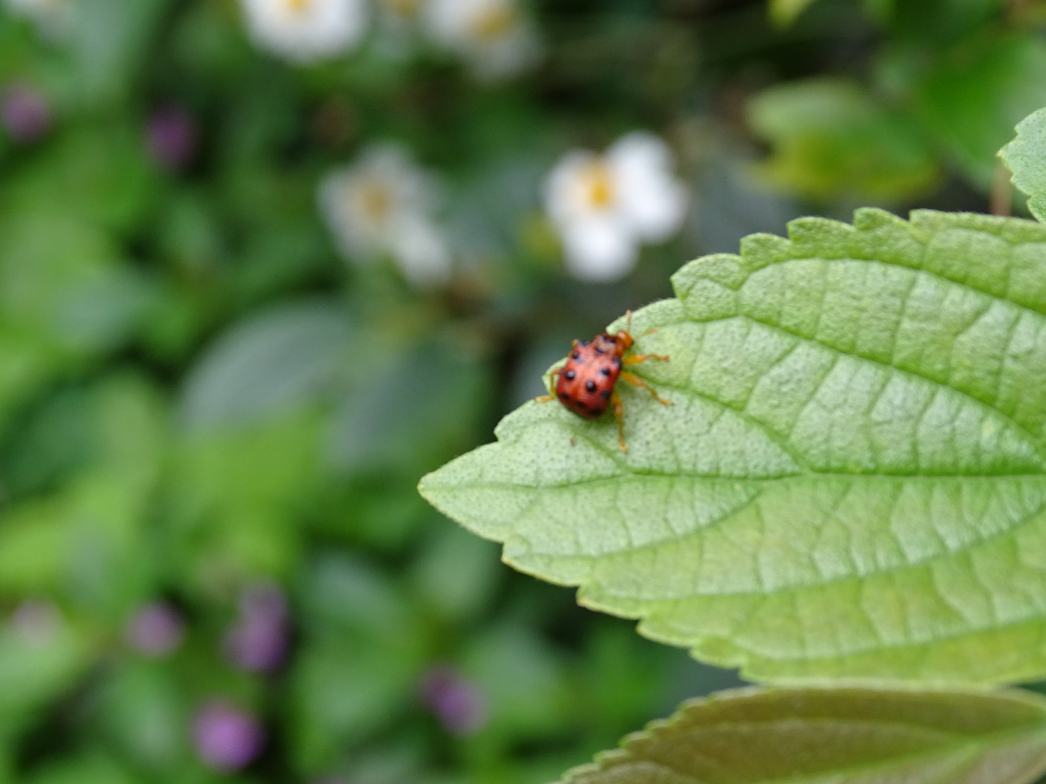 Agomadaranus pardaloides (Voss, 1924)