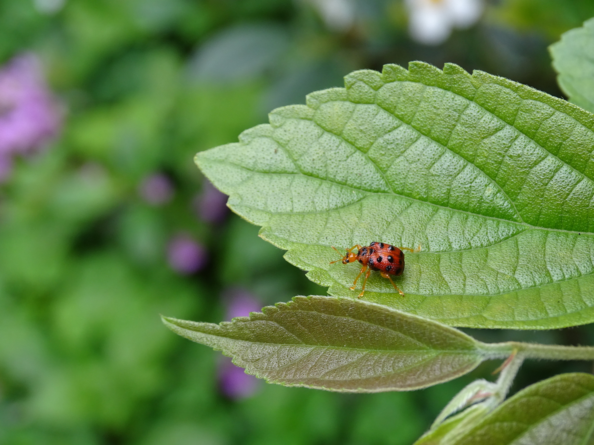 Agomadaranus pardaloides (Voss, 1924)