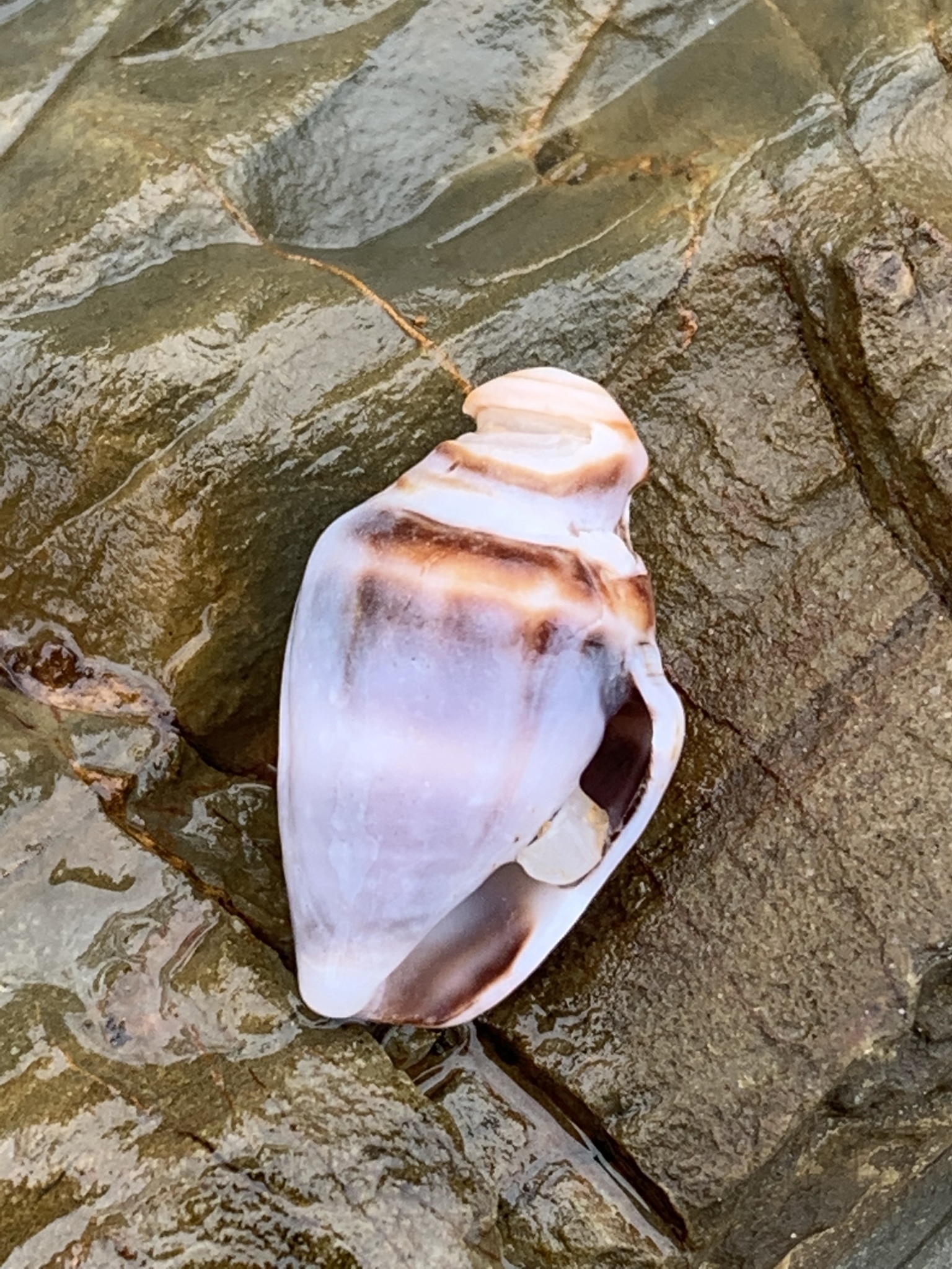 Conus coronatus Gmelin, 1791