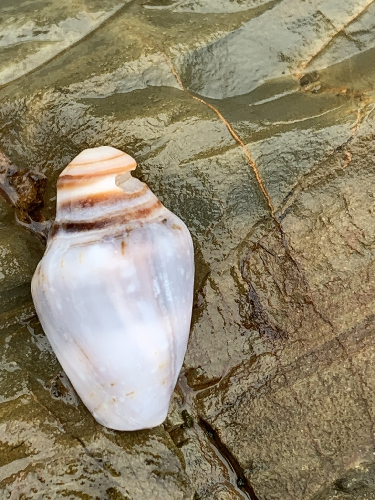 Conus coronatus Gmelin, 1791