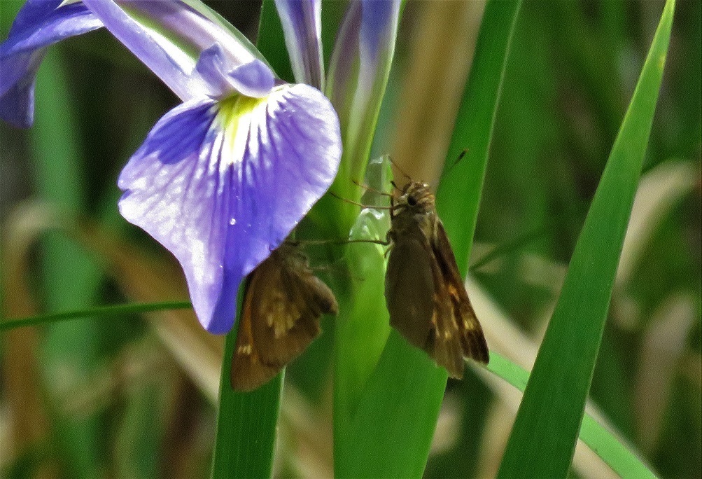 Broad-winged Skipper from Levy County, FL, USA on April 3, 2023 at 12: ...