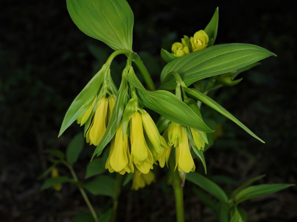 Korean fairy bells from Huzhou, CN-ZJ, CN on April 2, 2023 at 11:05 AM ...