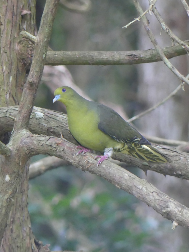 Treron sieboldii sieboldii from 日本、〒891-3101 鹿児島県西之表市西之表 on April 4, 2023 at 02:02 PM by K ...