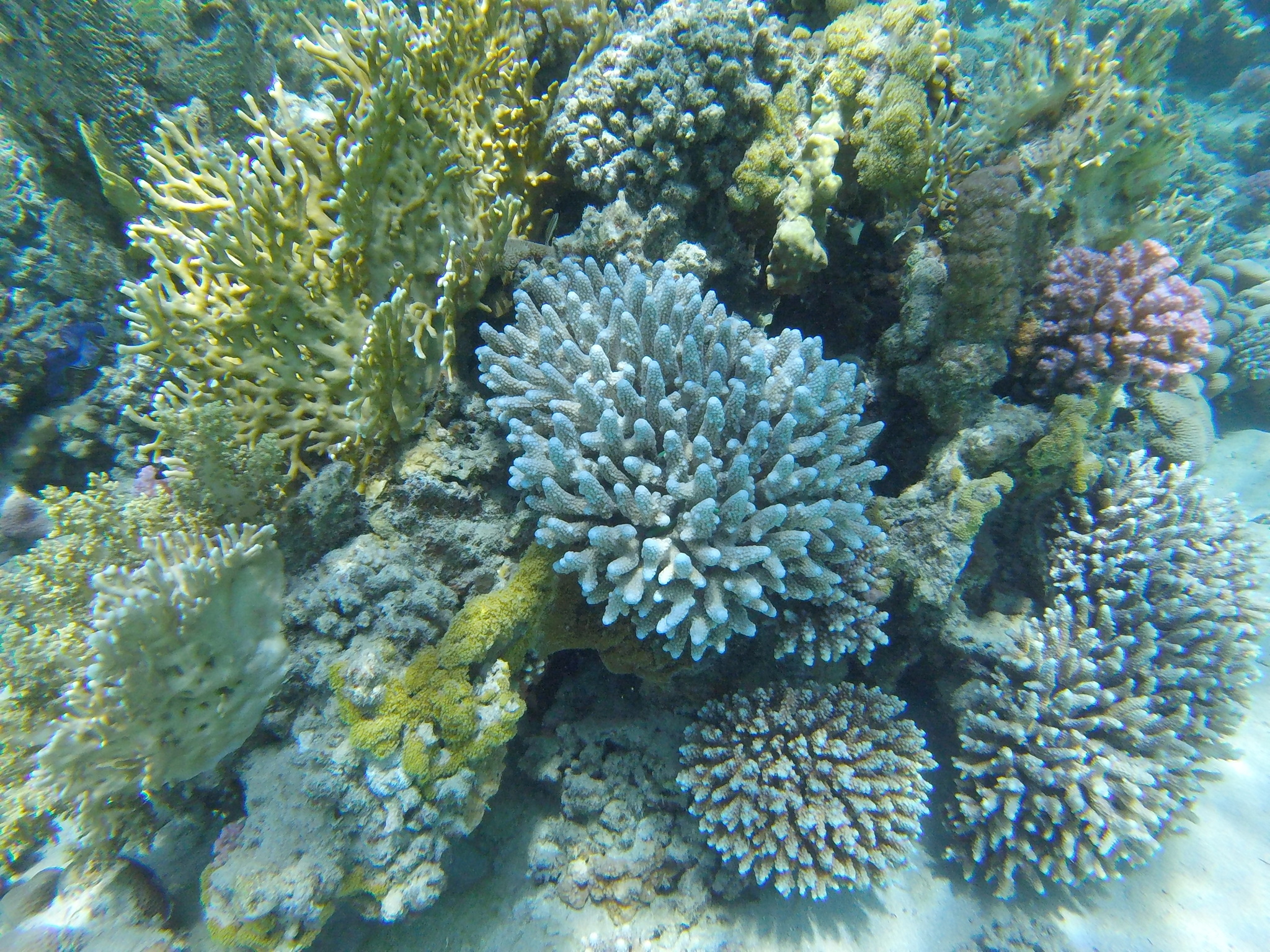 Acropora humilis (Dana, 1846)