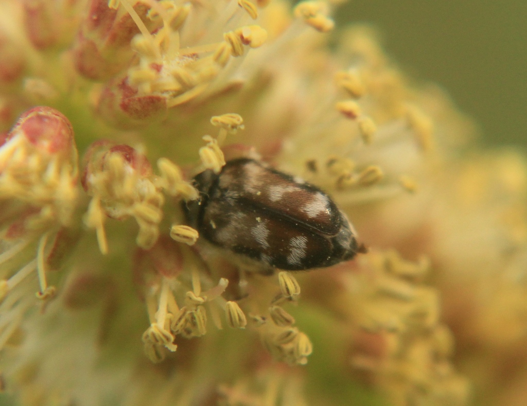 Lanorus varicolor from Meoqui, Chih., México on April 3, 2023 at 08:02 AM by Leonardo Hernández ...