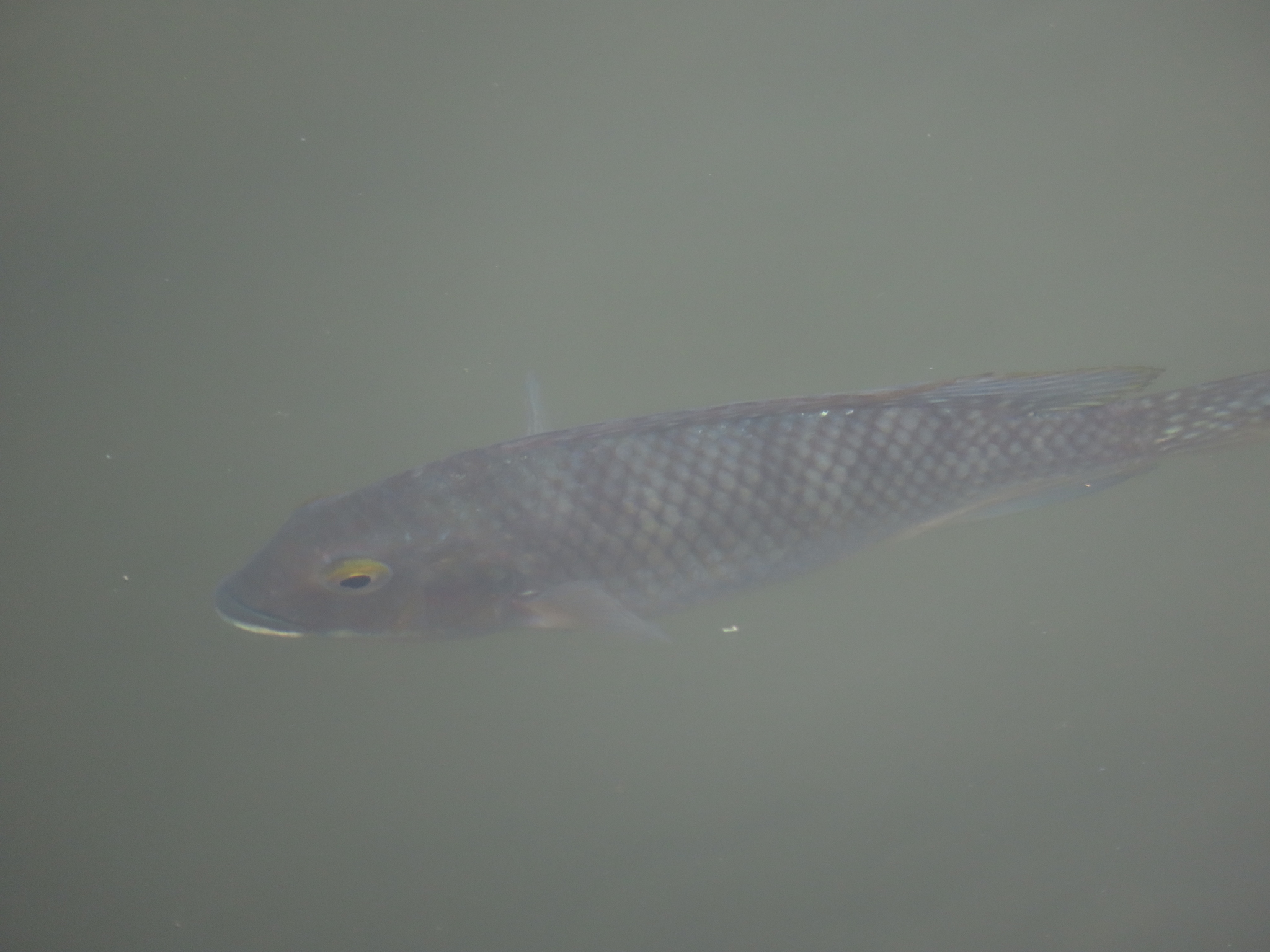 Coptodon zillii (Gervais, 1848)