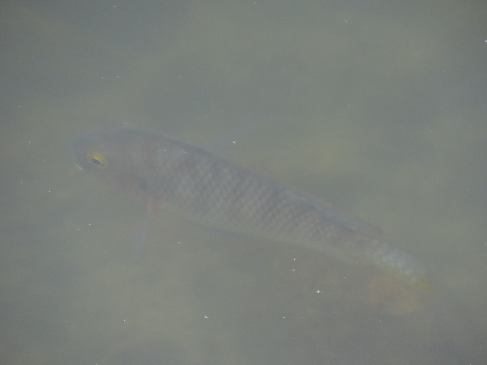 Coptodon zillii (Gervais, 1848)