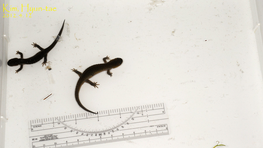 Jeju Salamander in April 2012 by Kim, Hyun-tae. >HQ_JE-501 ...