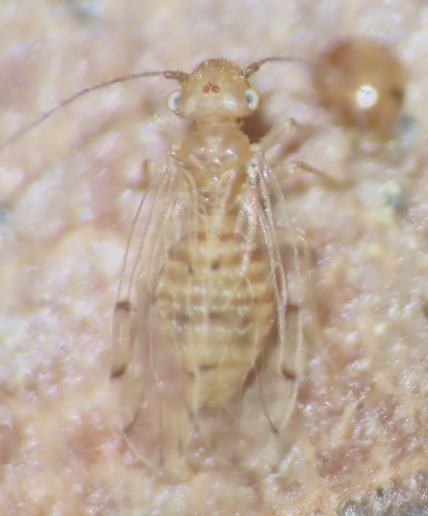 Ectopsocus meridionalis from Dekalb County, GA, USA on April 1, 2023 at ...
