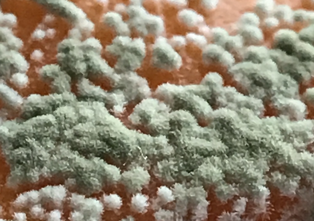 Penicillium citrinum from Jerusalem, Israel on March 29, 2023 at 05:40 ...