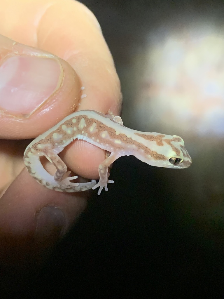 Southern Sand-plain Gecko from Andamooka Station, SA, AU on April 4 ...