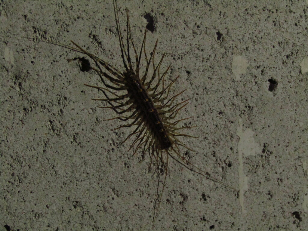 Japanese House Centipede from Noichicho Shimoi, Konan, Kochi 781-5235 ...