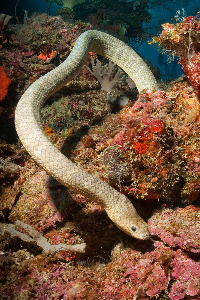 Olive Sea Snake (Aipysurus laevis) - Snakes and Lizards