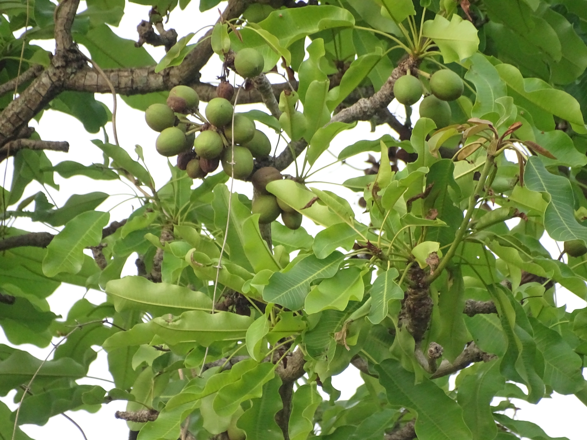 Vitellaria paradoxa C.F.Gaertn.