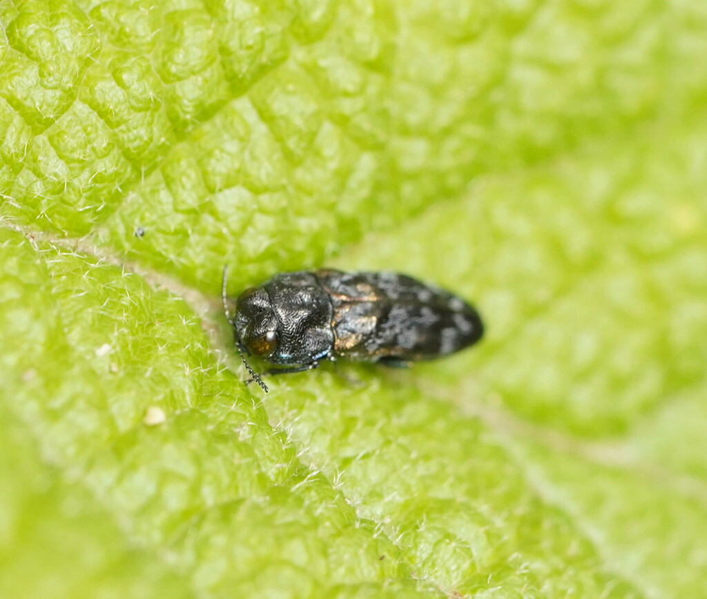 Aaaaba nodosus from Licola VIC 3858, Australia on March 31, 2023 at 02: ...