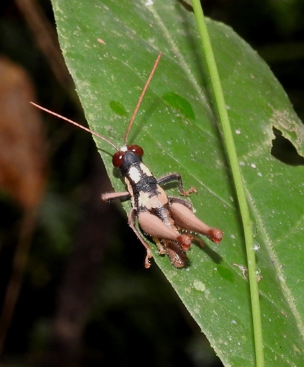 Episomacris pakitzae from Campus da Universidade Federal do Acre, Rio ...