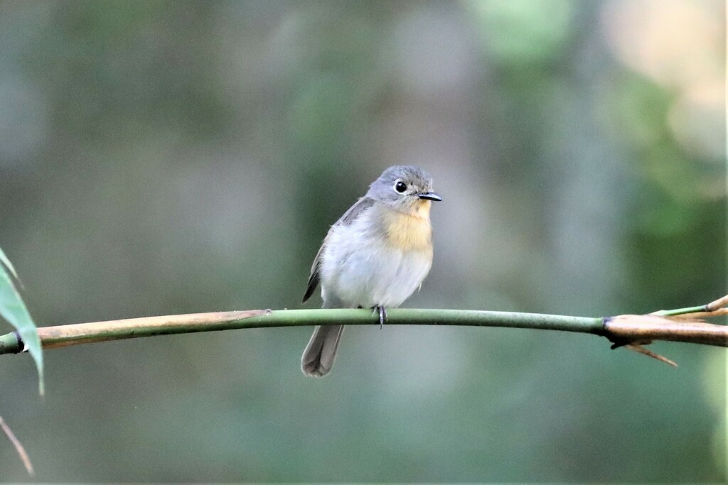 Old World Flycatchers and Chats from หมู่ที่ 8 ตำบล แก่งกระจาน อำเภอ ...