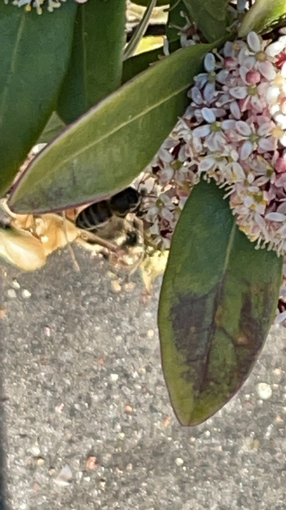 Cavity-nesting Honey Bees from Croydon on April 04, 2023 at 02:00 PM by ...