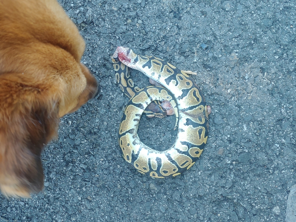 Ball Python from Miradero, Mayagüez, Puerto Rico on April 4, 2023 at 08 ...
