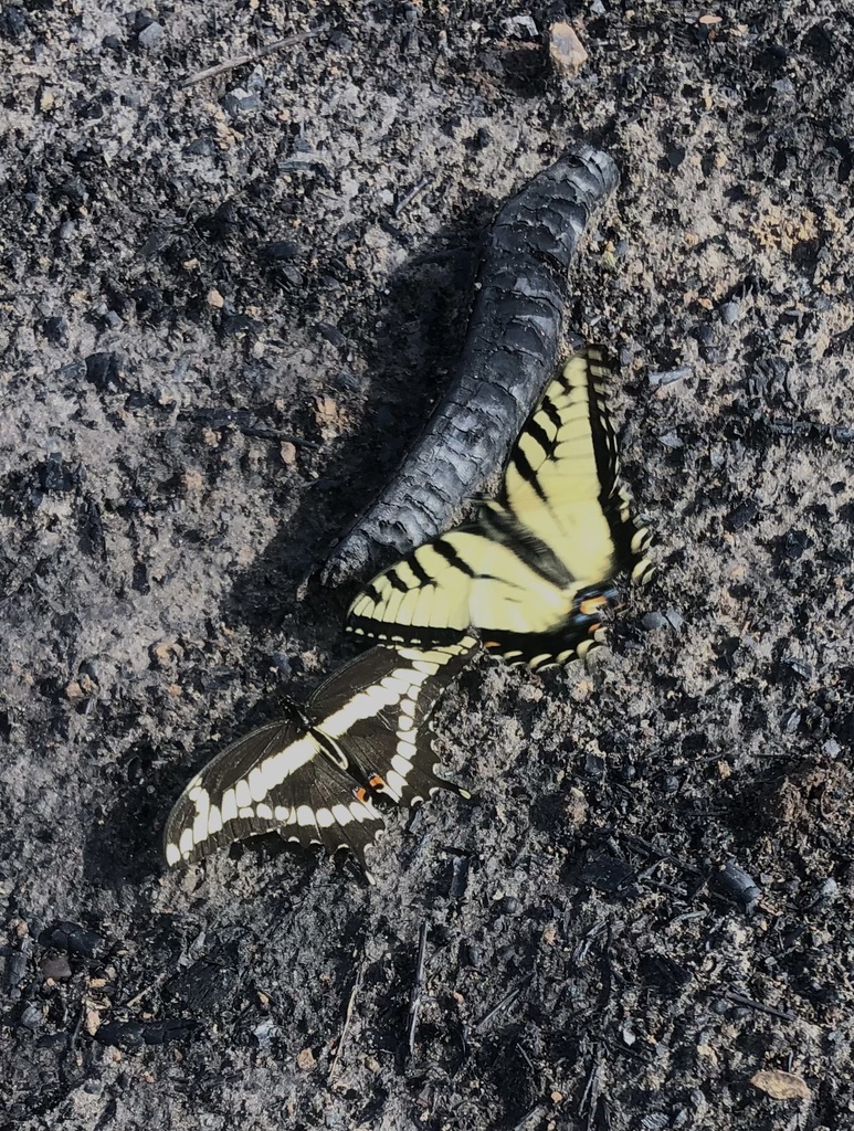 Eastern Tiger Swallowtail from Carnation Ln, Paron, AR, US on April 3 ...