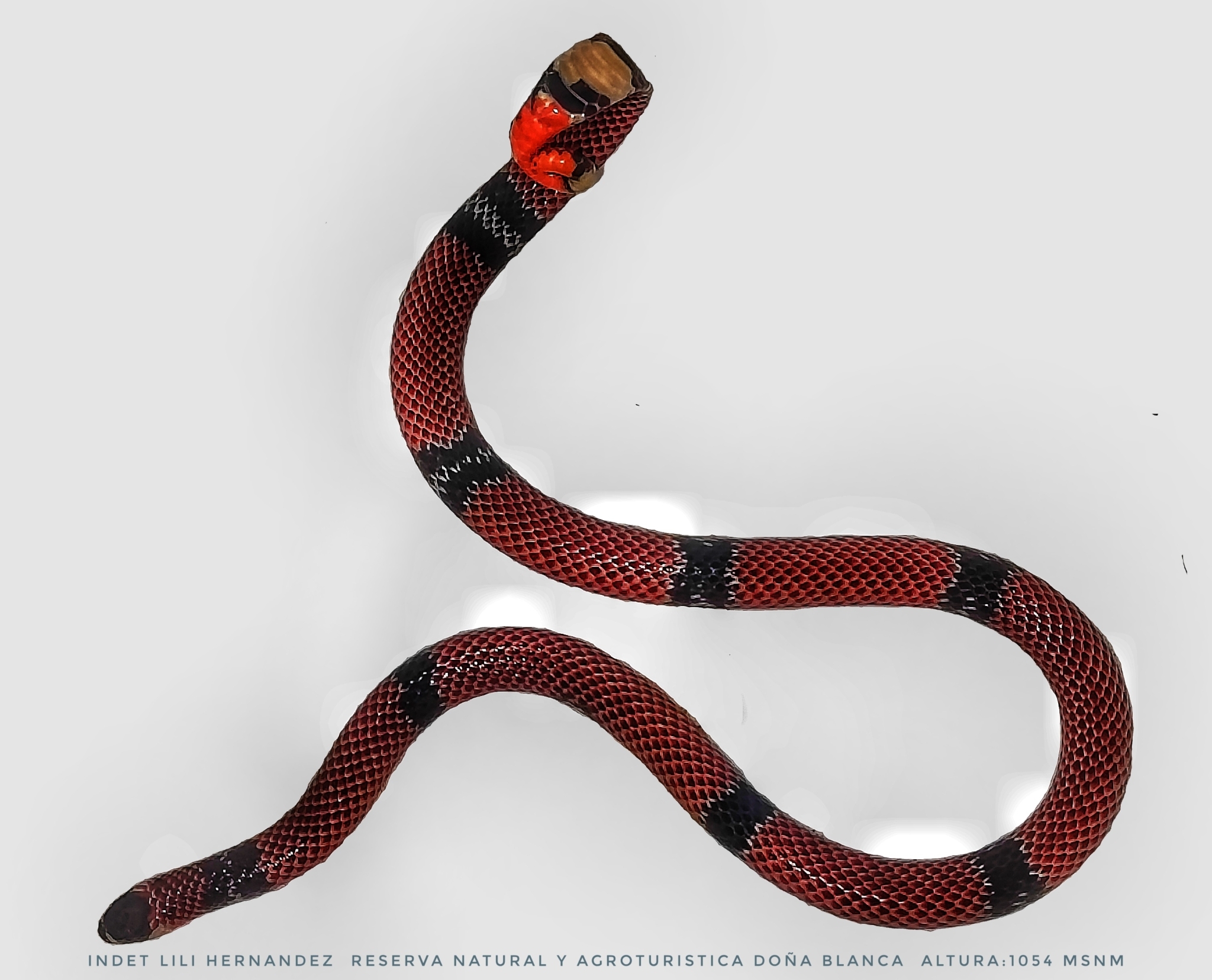 Atractus elaps (Günther, 1858)