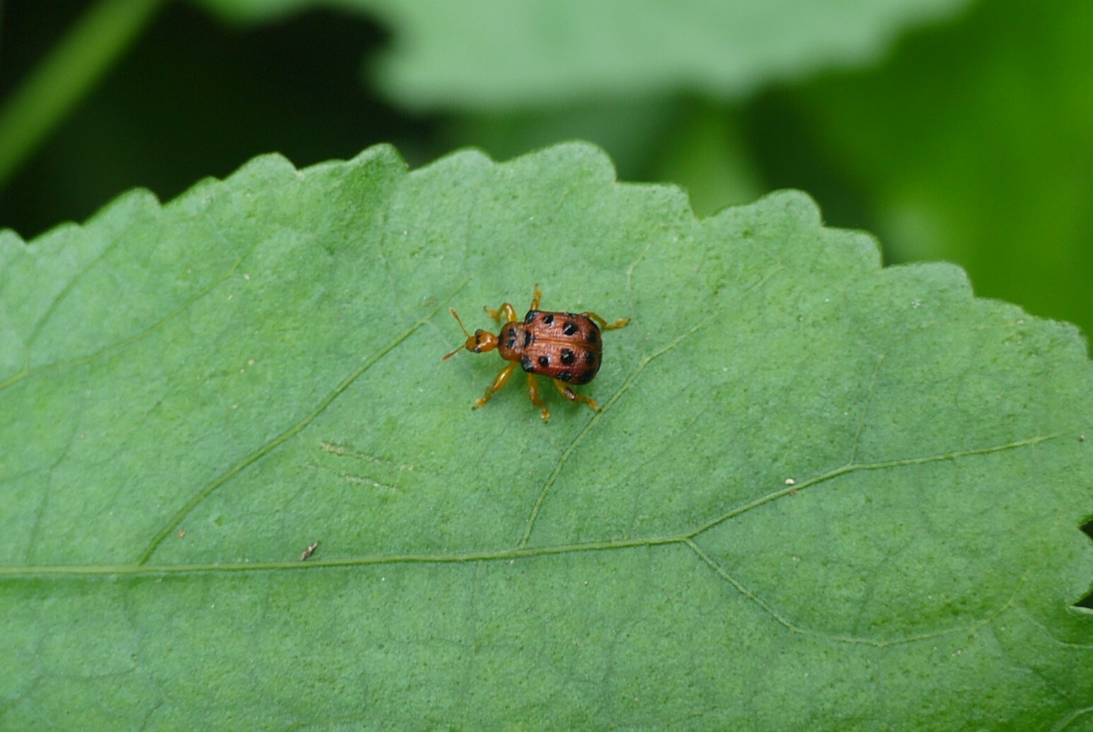 Agomadaranus pardaloides (Voss, 1924)