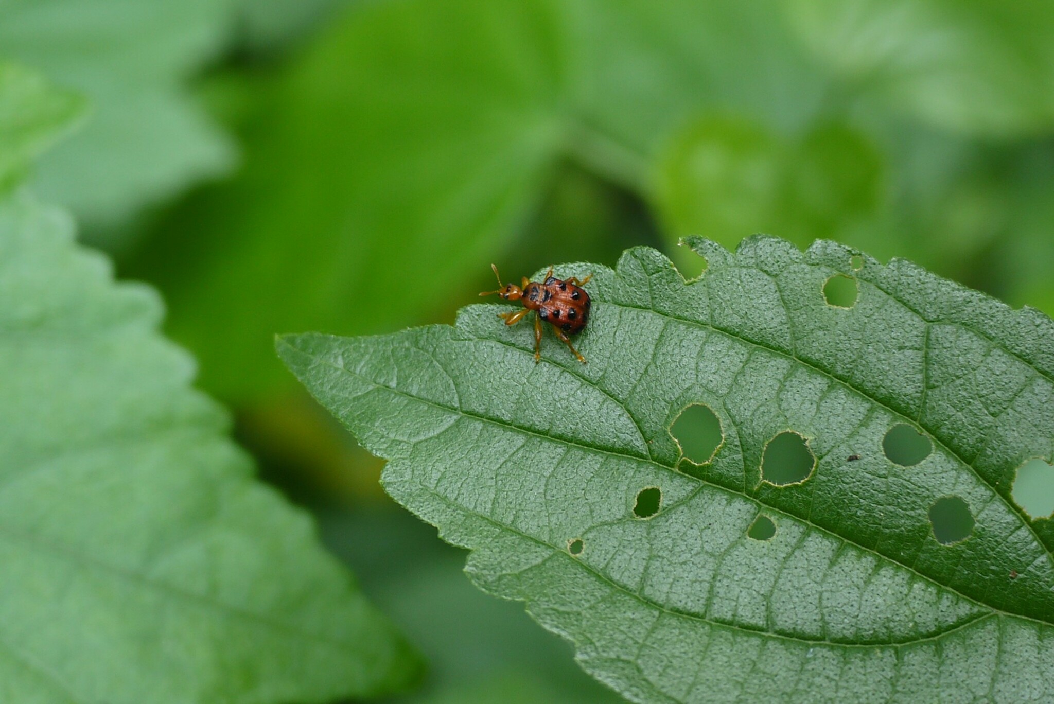 Agomadaranus pardaloides (Voss, 1924)