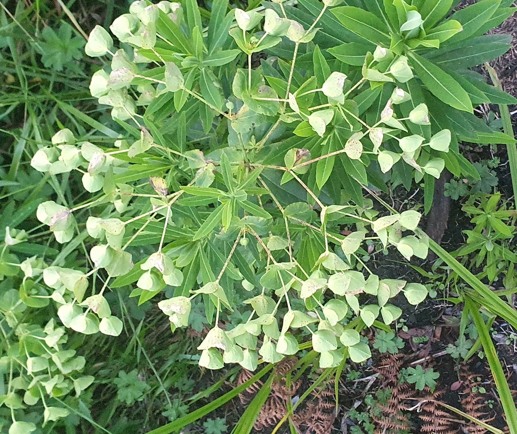 dicots from 3WVX+GRQ Bukit Perahu View Point Bromo Lisser Adventure ...