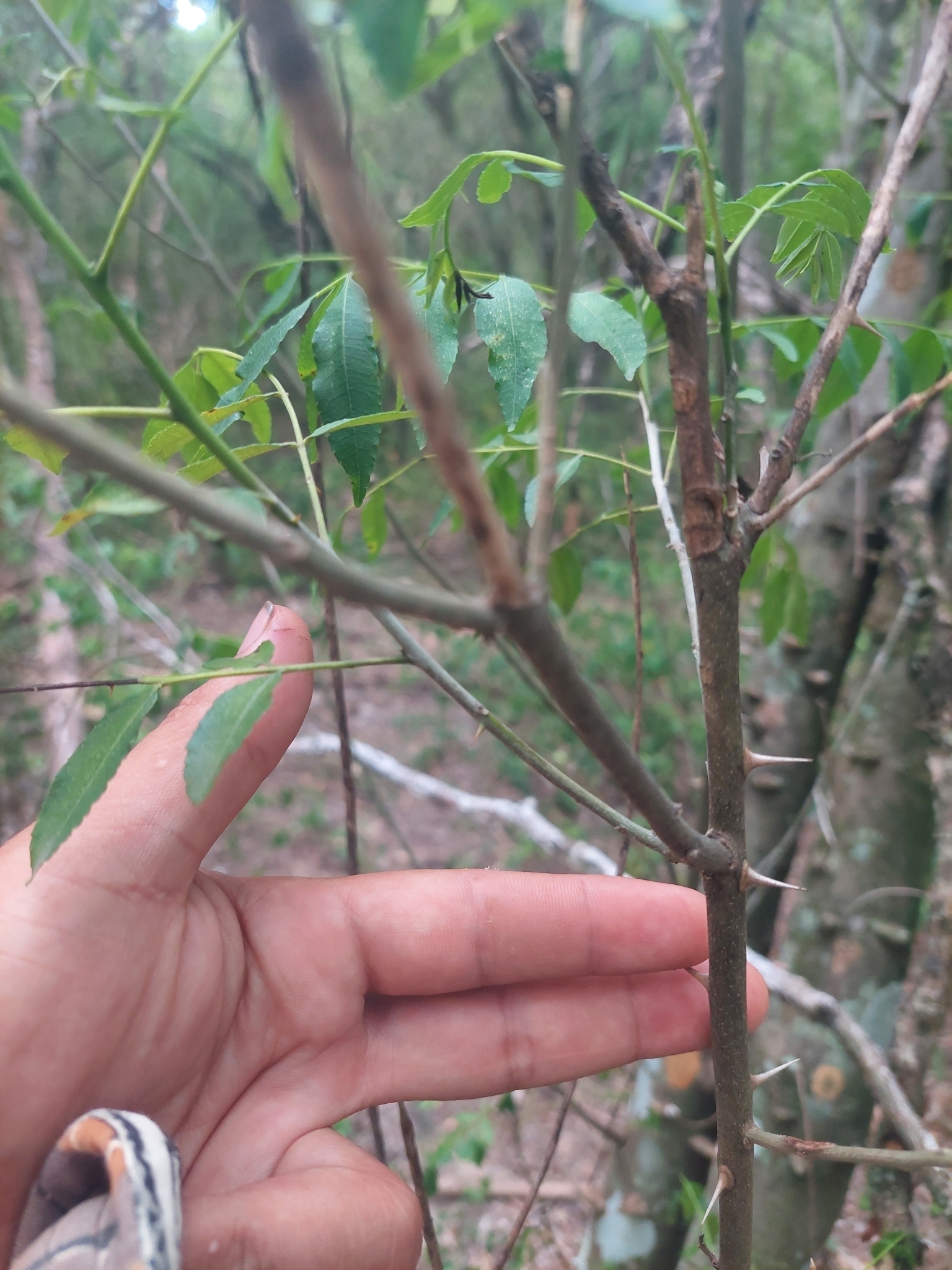 Zanthoxylum rhoifolium Lam.