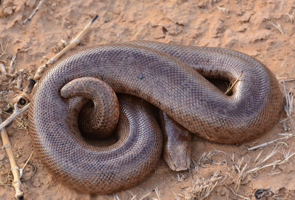 Desert Sand Boa from Yashkulsky District, Republic of Kalmykia, Russia ...