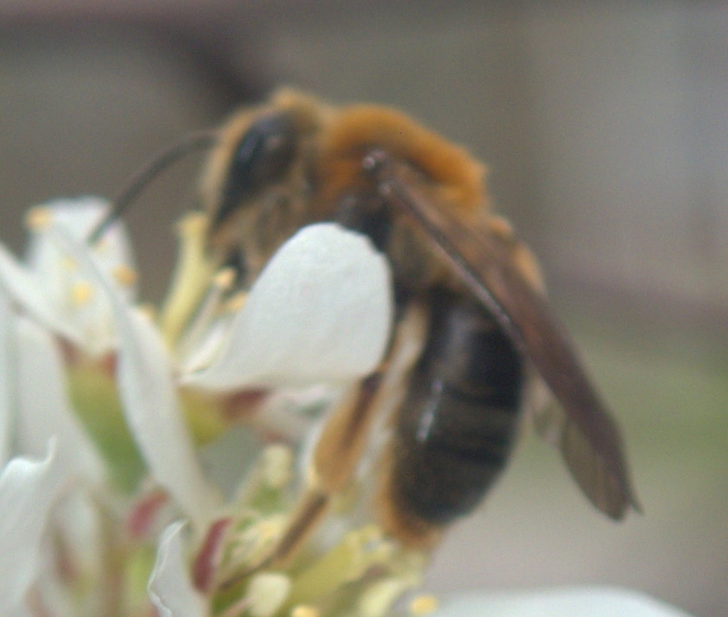 Bees in April 2023 by Tina Marie Camp Scheff · iNaturalist