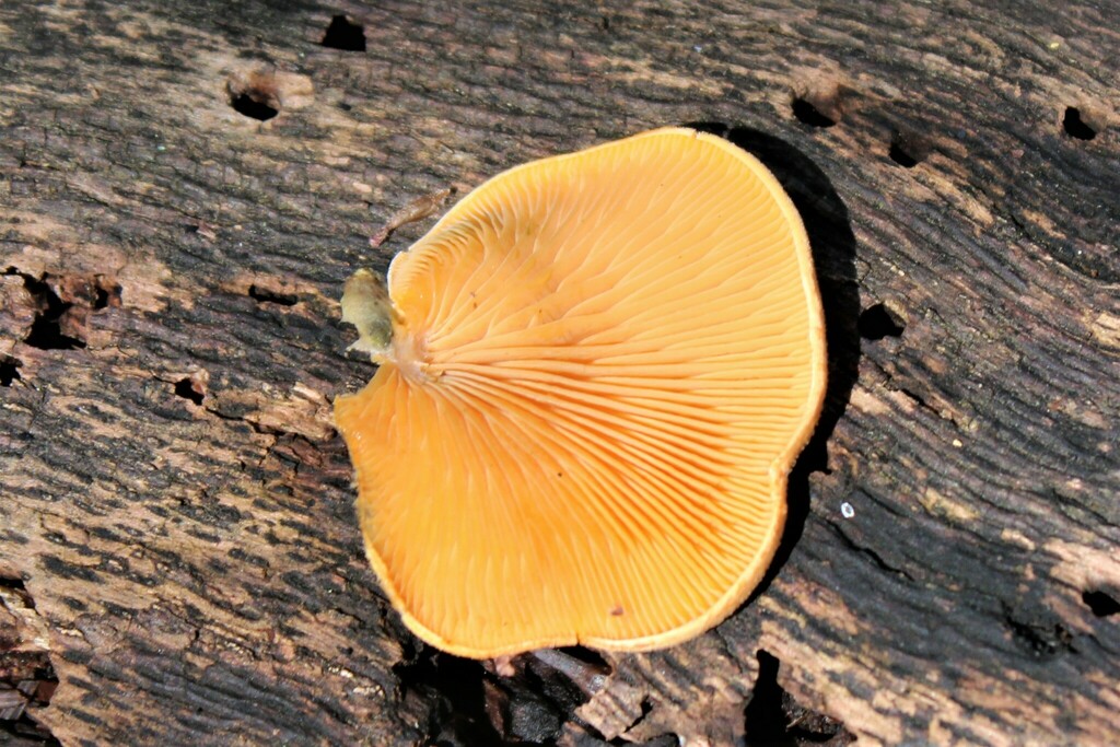 Stinking Orange Oyster from 2400 London Ranch Rd, Glen Ellen, CA 95442 ...