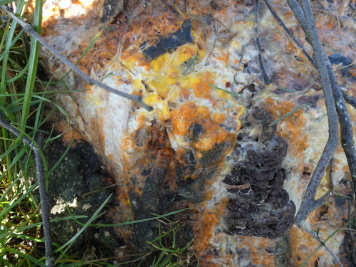 Observations by oldfriend · iNaturalist