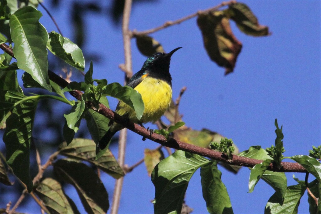 Variable Sunbird from Nyanga, Zimbabwe on November 24, 2015 at 12:51 AM ...