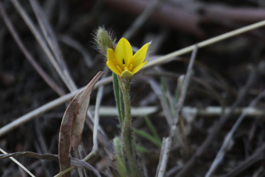flowering plants from Nyanga, Zimbabwe on November 24, 2015 at 01:02 AM ...