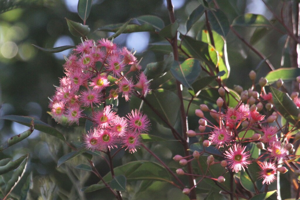flowering plants from Nyanga, Zimbabwe on November 24, 2015 at 01:18 AM ...