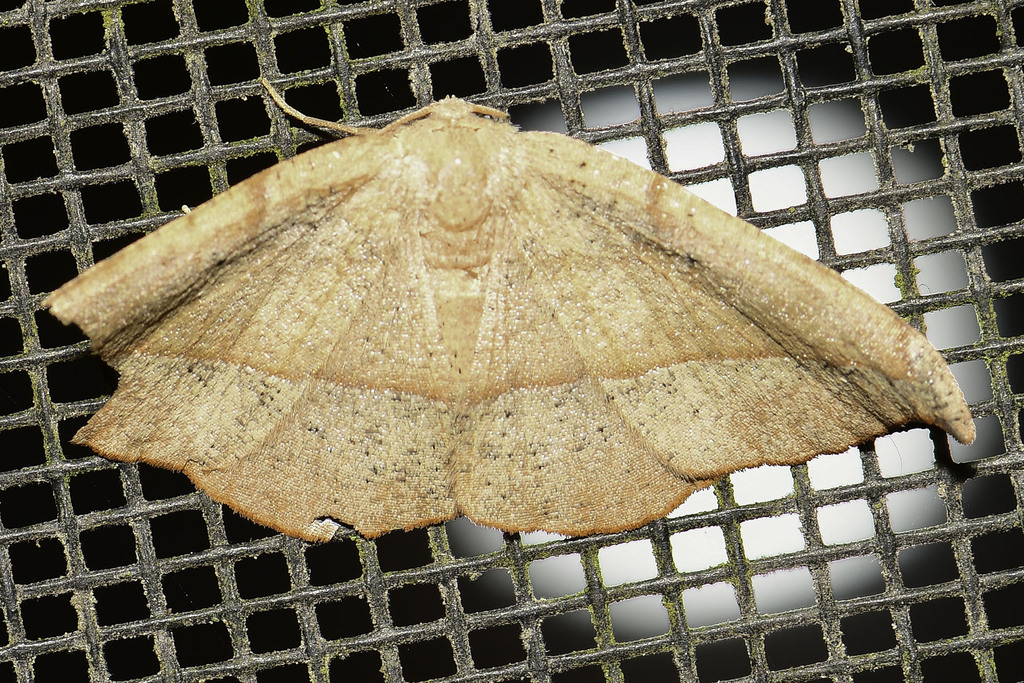Juniper Geometer Moth from Glynn County, US-GA, US on April 2, 2023 by ...
