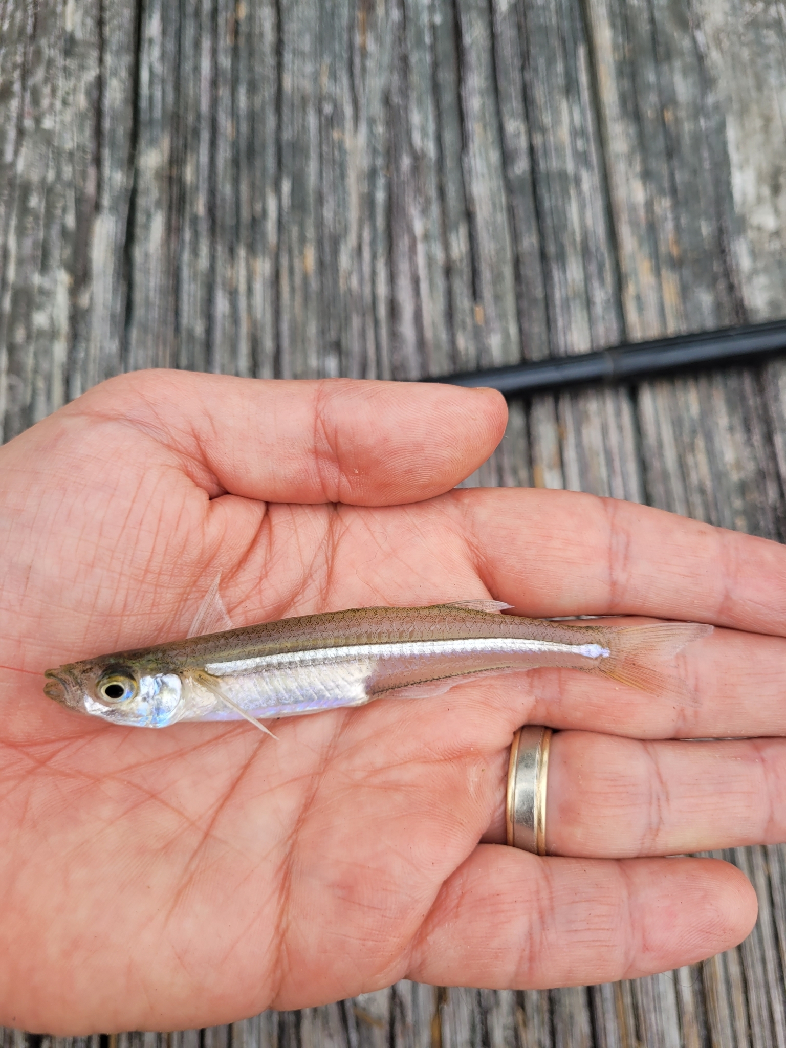 Menidia menidia (Linnaeus, 1766)