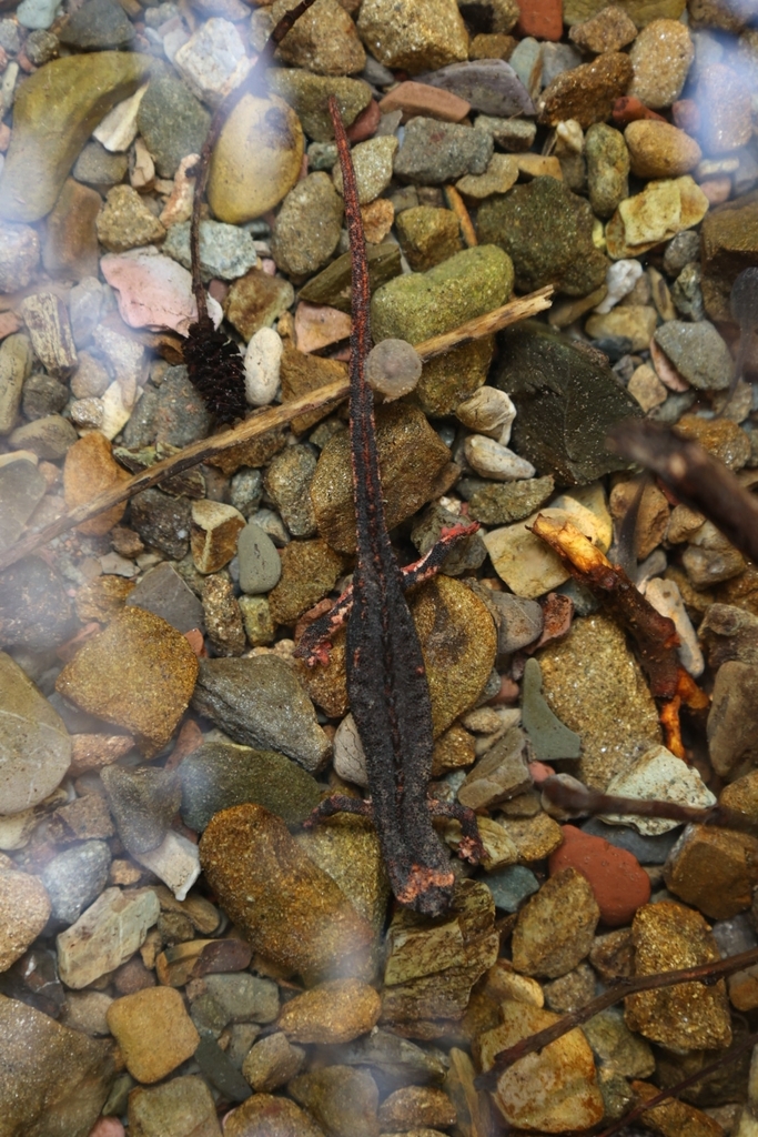 Northern Spectacled Salamander in April 2023 by n_bonassin. At least 7 ...