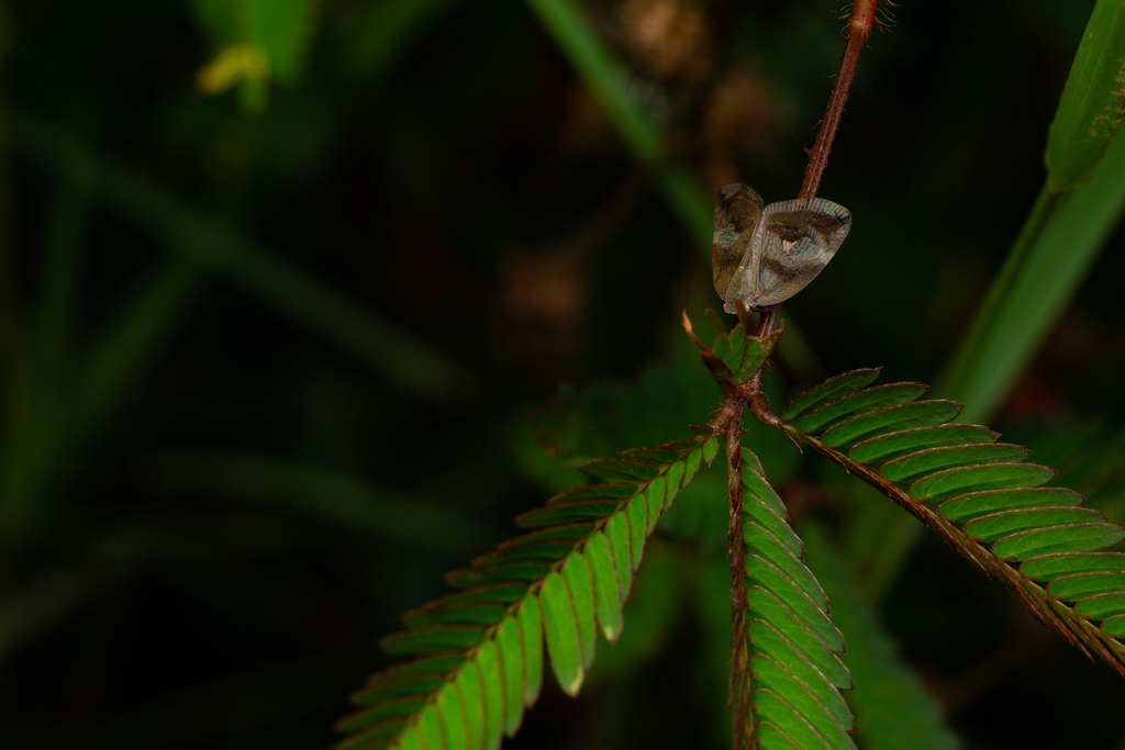 Ricania fenestrata from WCCR+6JW, Hunasemaradapalya, Bheemanakuppe ...