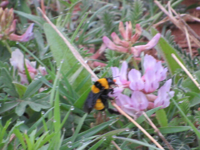 Sonoran Bumble Bee from Clay County, TX, USA on April 04, 2023 at 09:38 ...