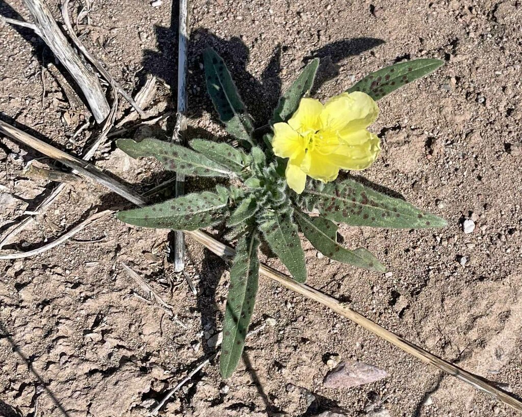 desert evening-primrose from Amado, AZ, USA on April 03, 2023 at 08:29 ...