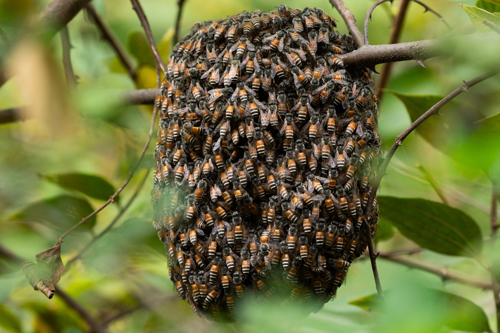 Red Dwarf Honey Bee from WCCR+6JW, Hunasemaradapalya, Bheemanakuppe ...