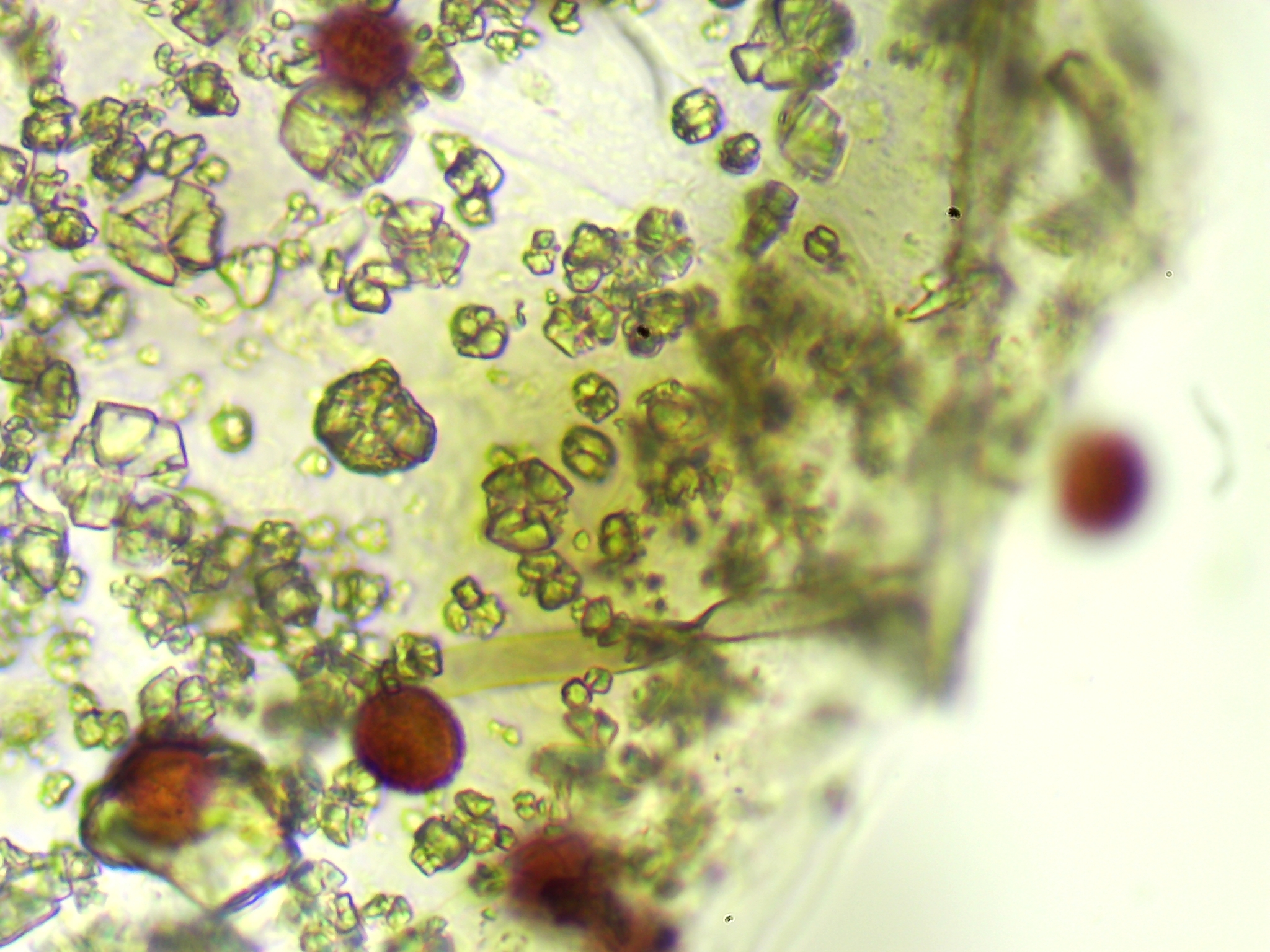 Didymium dubium Rostaf., 1874