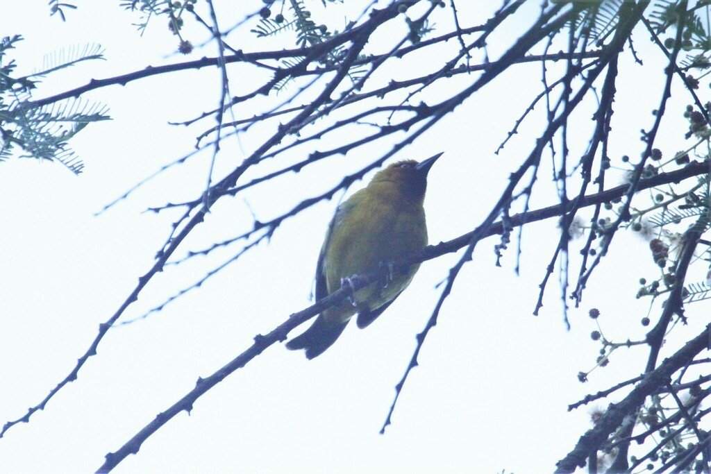 Spectacled Weaver from Nyanga, Zimbabwe on November 23, 2015 at 11:48 ...