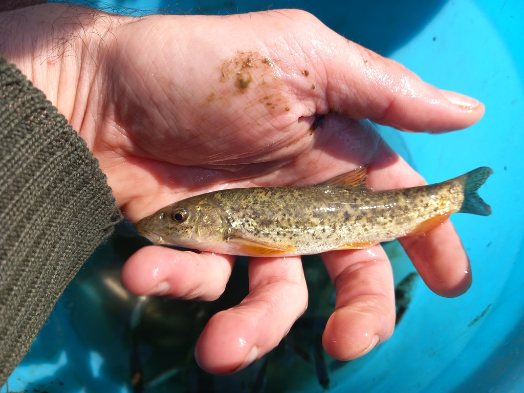 Brook barbel in April 2023 by gpmandriani · iNaturalist