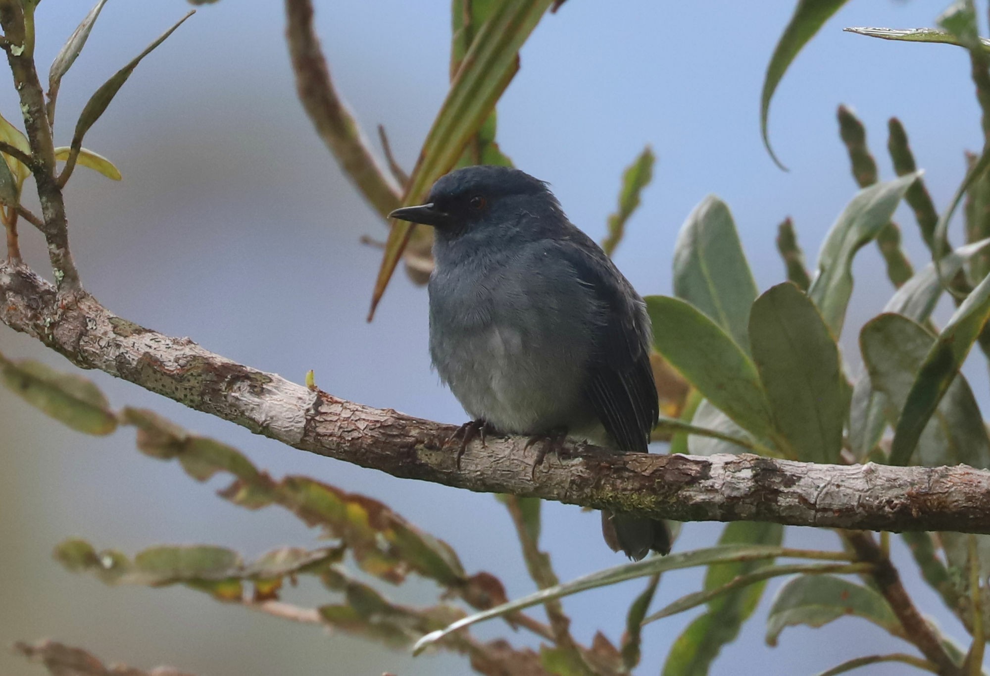 Diglossa caerulescens (P.L.Sclater, 1856)